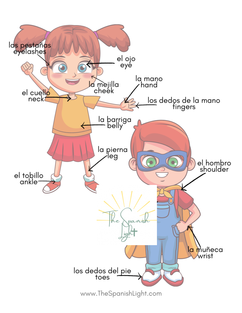 Body Parts in Spanish Posters - The Spanish Light